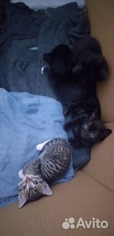 В связи с переездом в Санкт-Петербург,отдаём котят