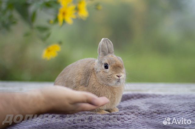 Кролик супер мини, кремовый, 1 кг