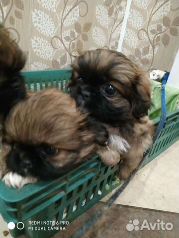 Пекинес курносики