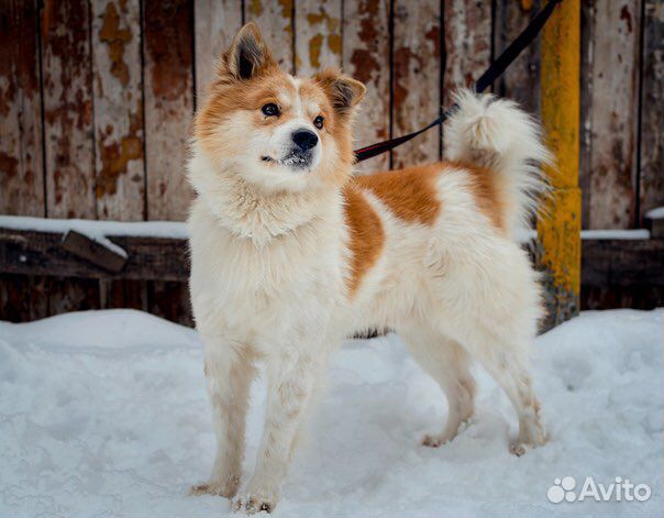 Красавчик Тайсон