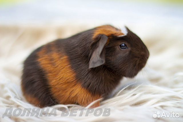 Морская свинка крестед девочка