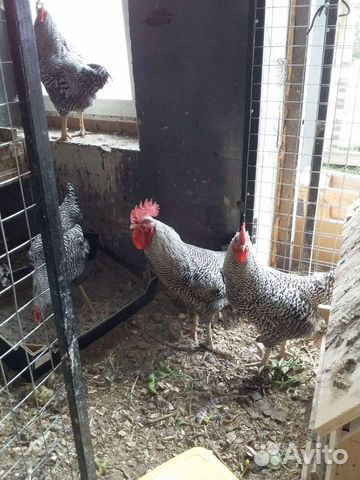 Куры молодые петушки