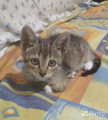 Котенок