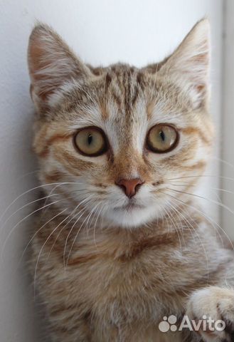 Котенок Киди ищет дом
