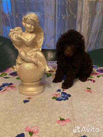 Той пудель шоколад девочка