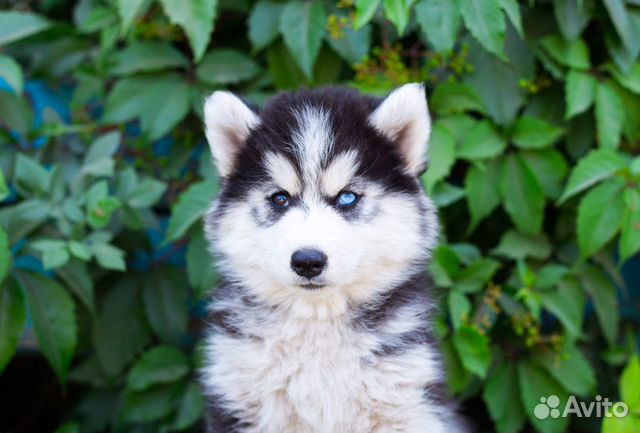 Плюшевая Разноглазая Хаски