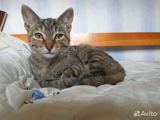 Молодая кошечка Эмма