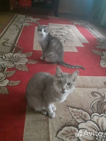 Кошки