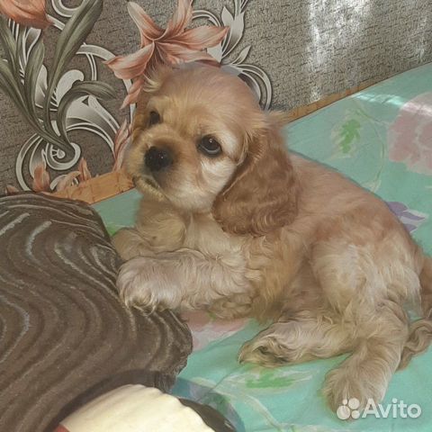 Американский кокер спаниель