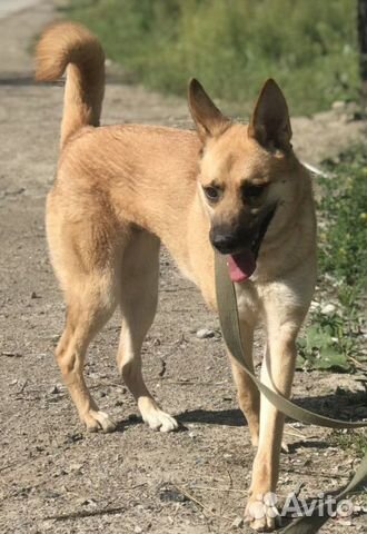 Рекси-Рыжка