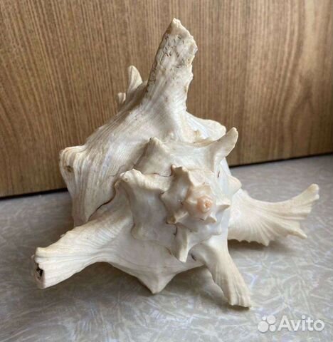 Морские раковины