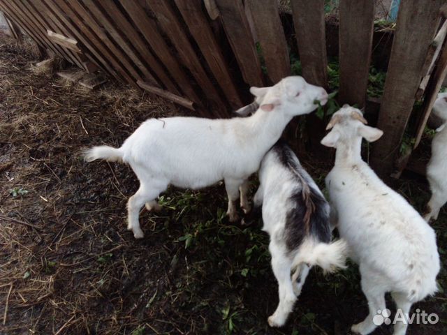 Козочки козлятки