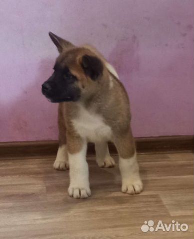 Американцы щенки