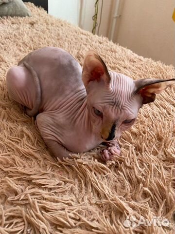 Канадский сфинкс