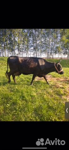 Хорошие высокоудойные коровы