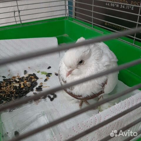 Найден голубь