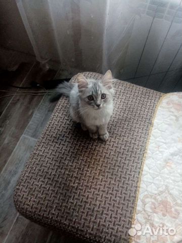 Котёнок 3 мес смесь британца и шотландца, в добрые