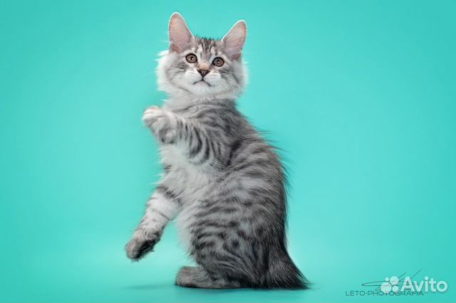 Лучший компаньон - котик курильский бобтейл