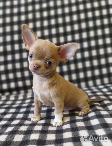 Чихуахуа бебик