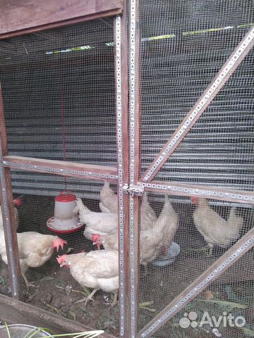 Куры 10шт