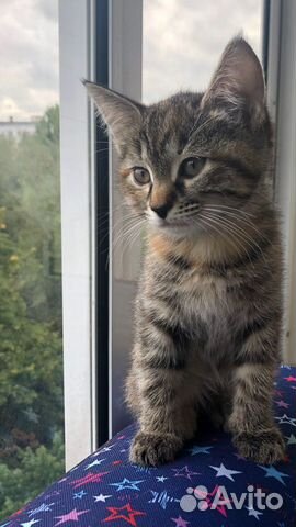Котенок - метис