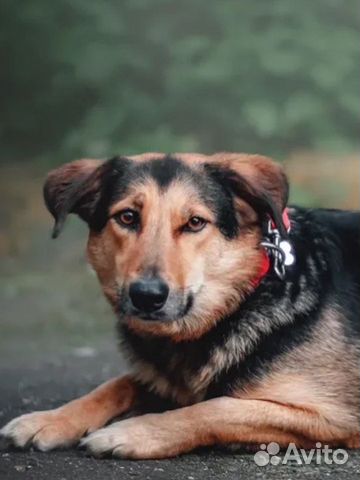 Собака метис Тесла Леди в добрые руки