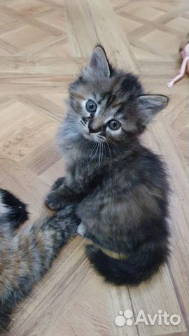 Котеночек от крупной и очень очаровательной, добре