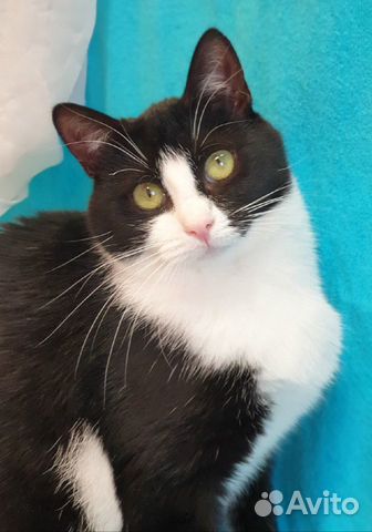 Европейская кошка