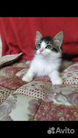 Сибирская метис (мальчик 1,5 мес)