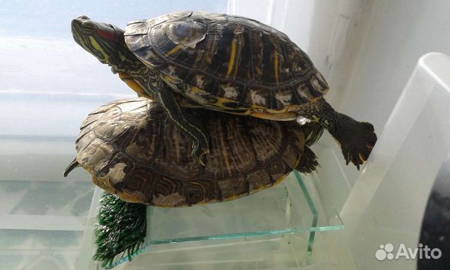 Красноухая черепаха с аквариумом