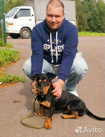 Собака в добрые руки