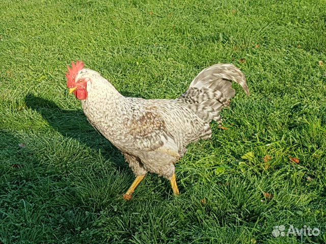 Молодые петушки Легбара кремового возраст 6 месяце