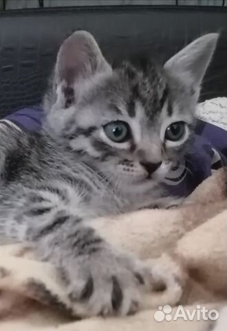 Котята с буковкой М