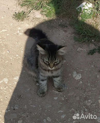 Кошка