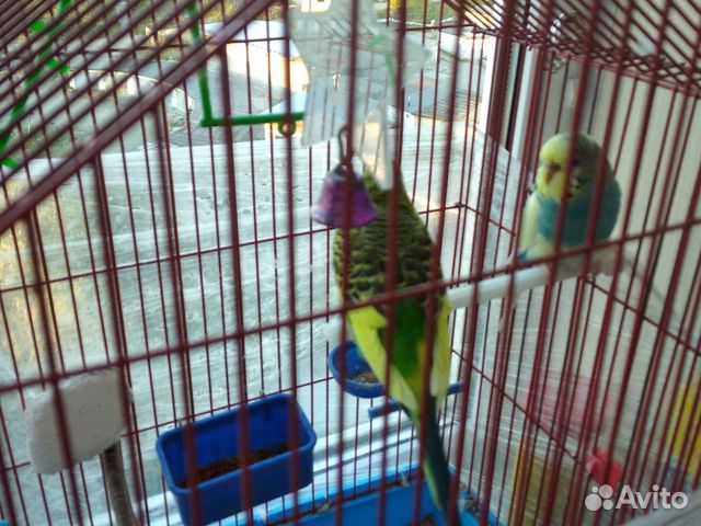 Волнистый попугай с клеткой