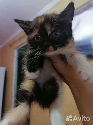 Потеряшка в добрые руки