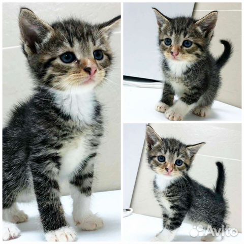 Котёнок, котята малышка в добрые руки