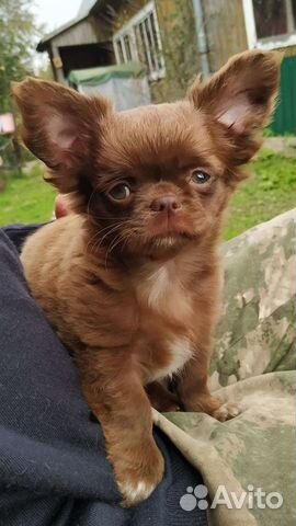 Щенки чихуахуа длинношерстные