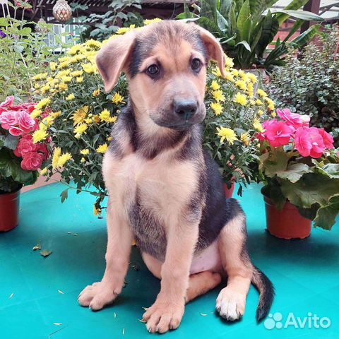 Собака в добрые руки щенок