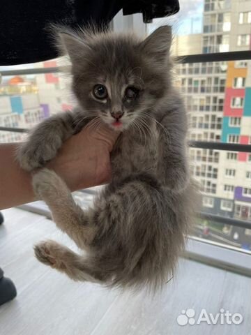 Пушистый котенок девочка