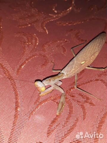 Богомол-самка экзотический