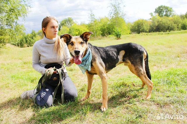 Обычный пёс погибает в приюте