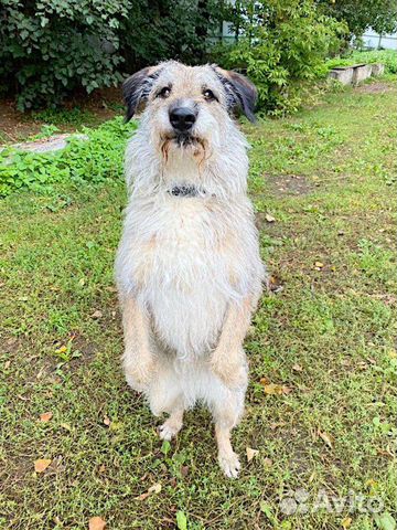 Собака Тошка в добрые руки из приюта