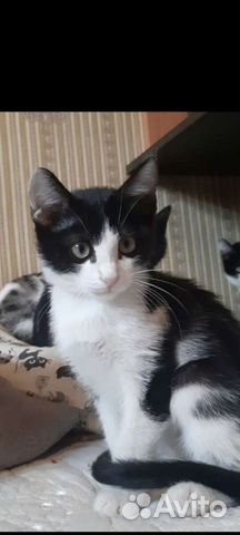 Черно белый котенок мальчик 3 месяца