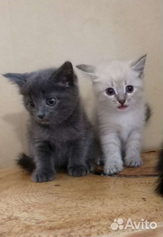 Котята метисы