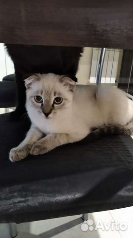 Котенок