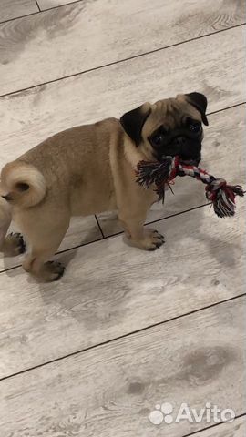 Мопс отдадим в хорошие руки