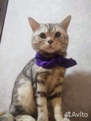 Кот для вязки