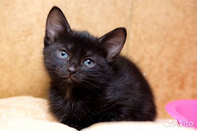 Черный жемчуг - котёнок Мишлен ищет заботливых хоз