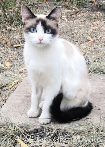 В добрые руки